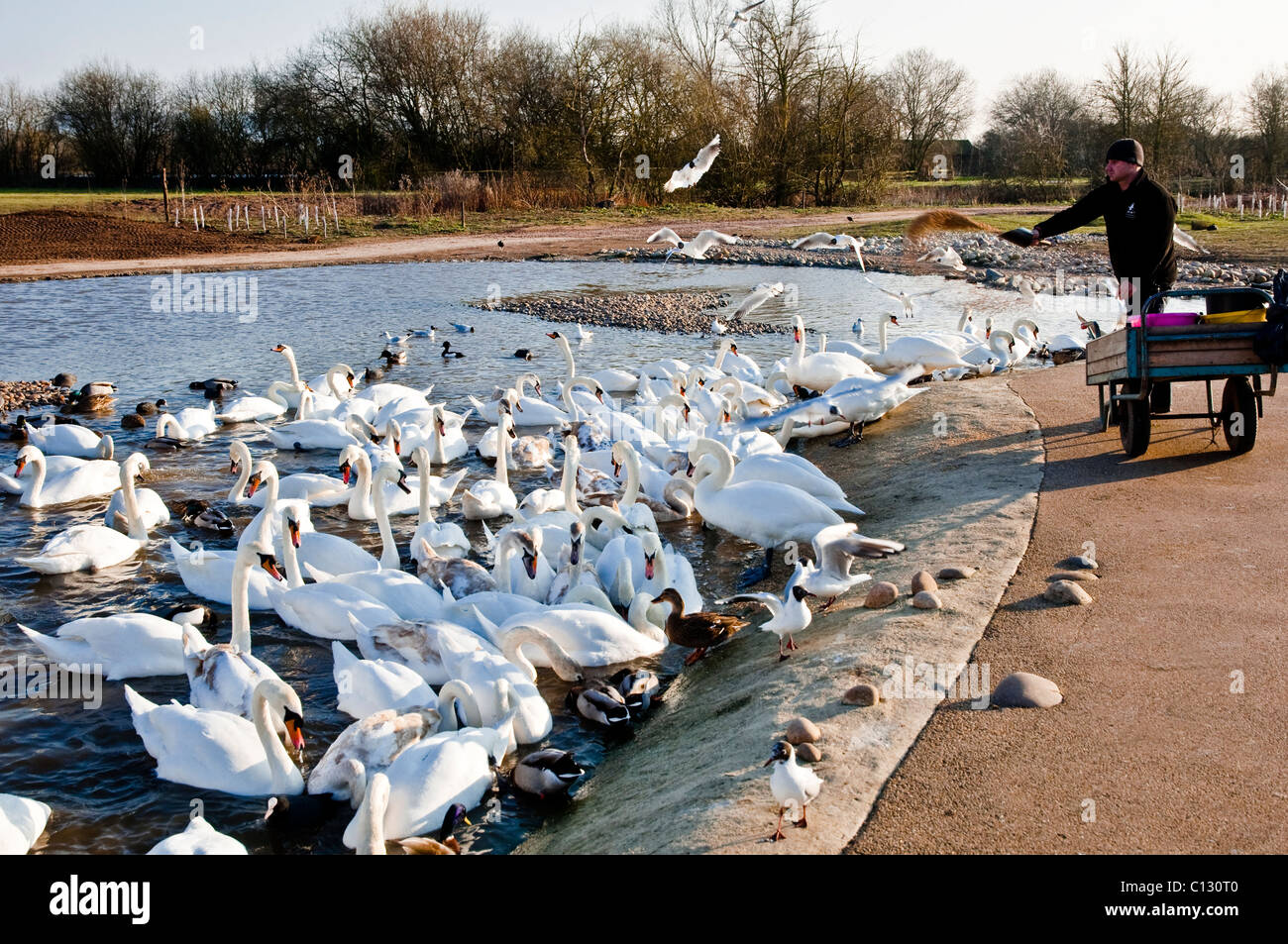 Feeding the Swans at Slimbridge - WWT - The Wildlife and Wetlands Trust ...