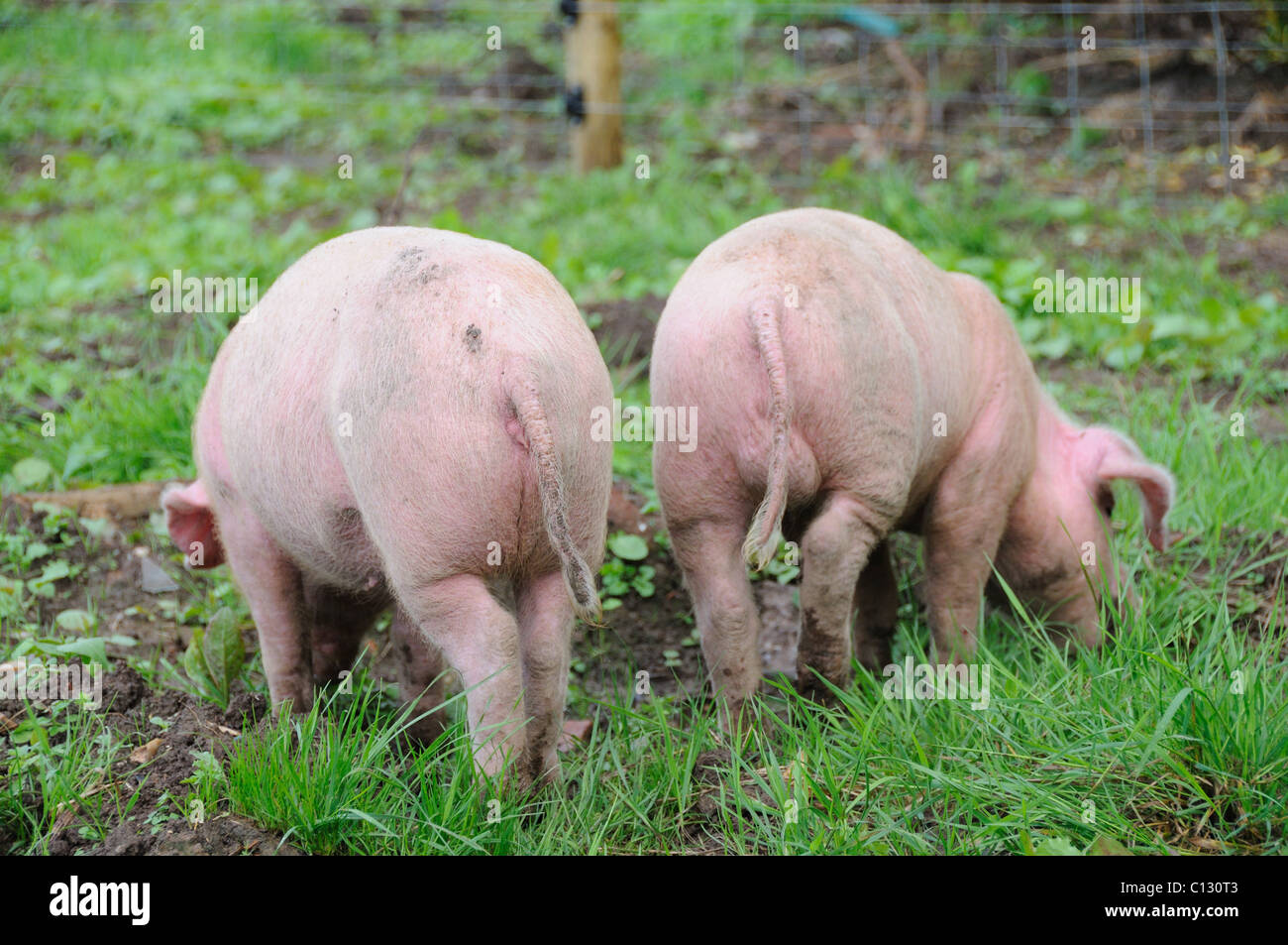 Weaner Pigs High Resolution Stock Photography and Images - Alamy
