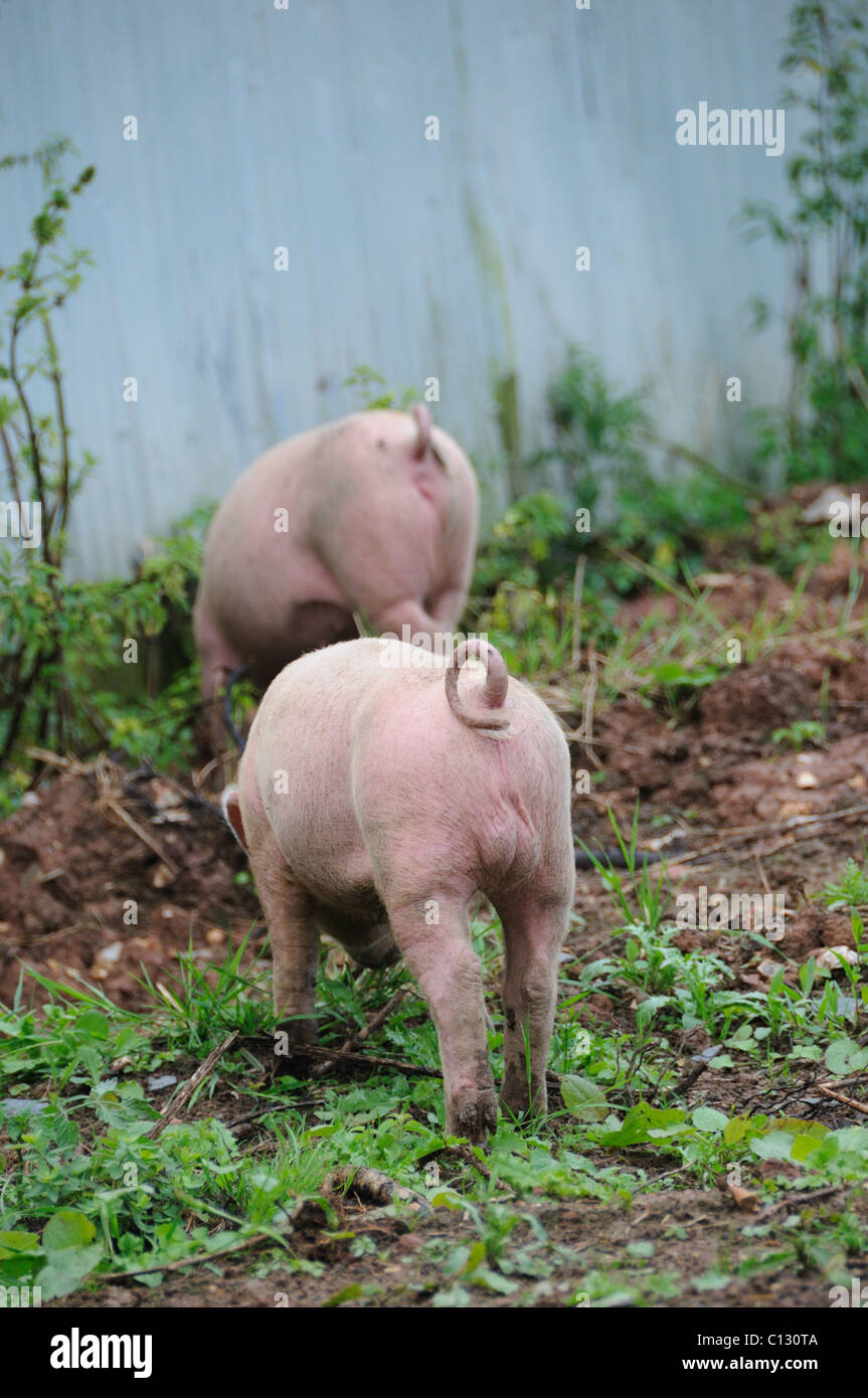 Two pigs hi-res stock photography and images - Alamy