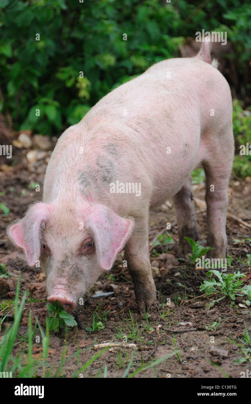 Pig food hi-res stock photography and images - Alamy
