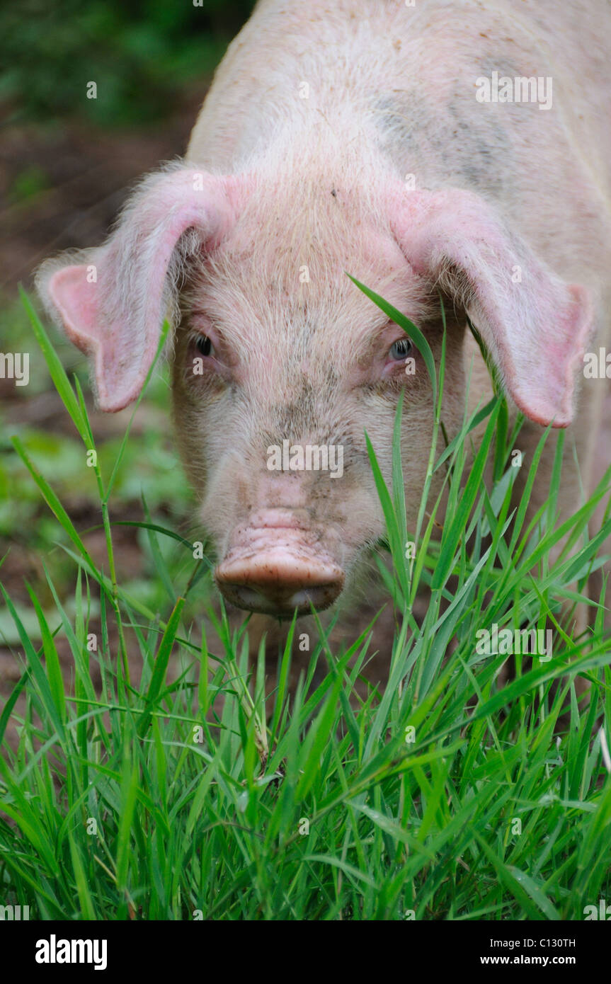 Pig food hi-res stock photography and images - Alamy