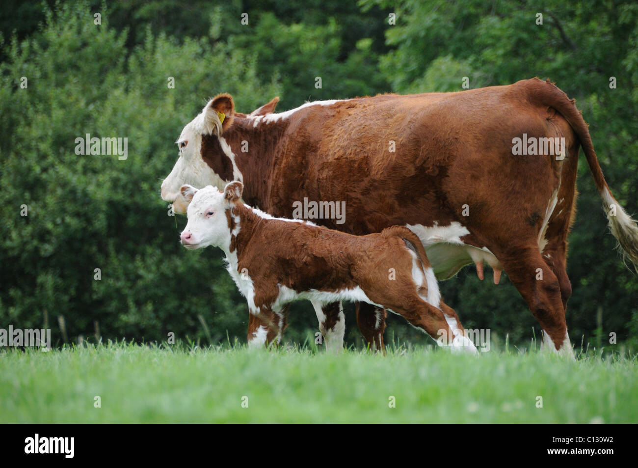 Calf with its mother Stock Photo - Alamy