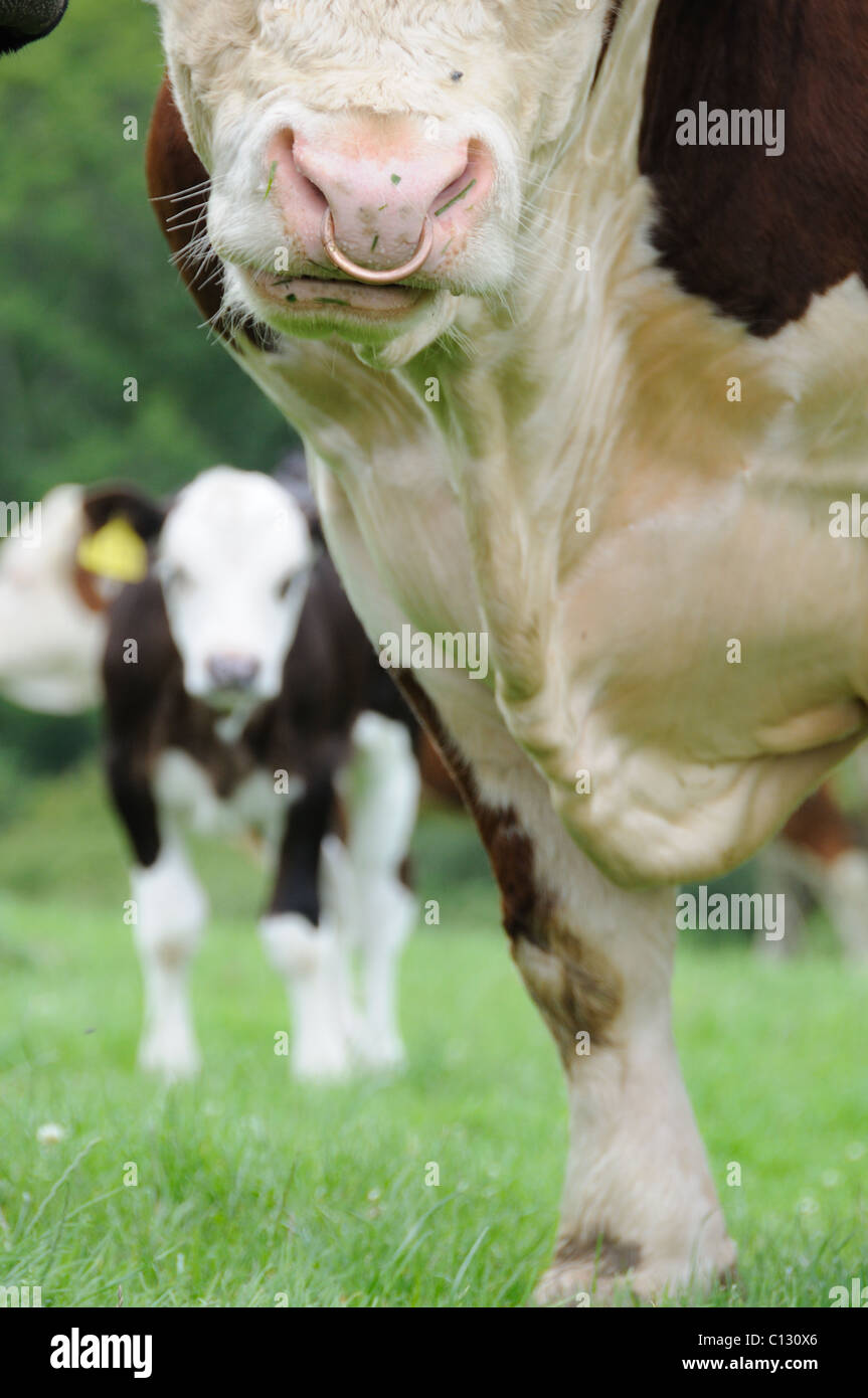 Bull and a cow hi-res stock photography and images - Alamy