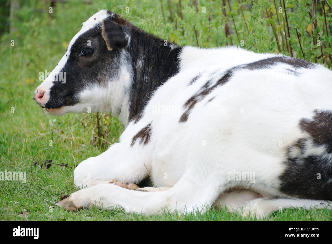 Cows resting in a field hi-res stock photography and images - Alamy