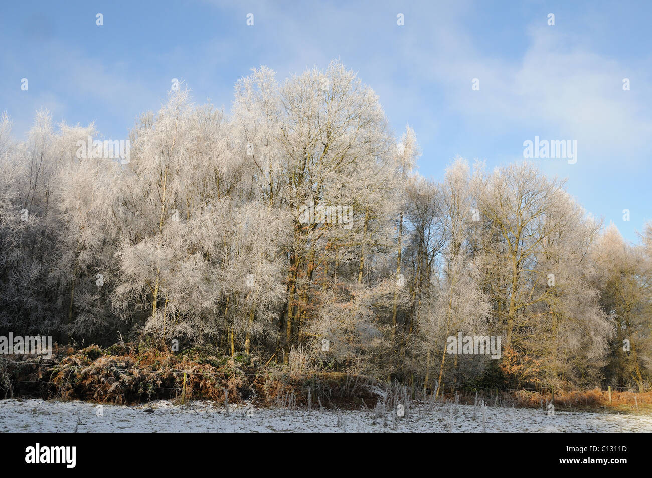 Frost covered trees Stock Photo - Alamy