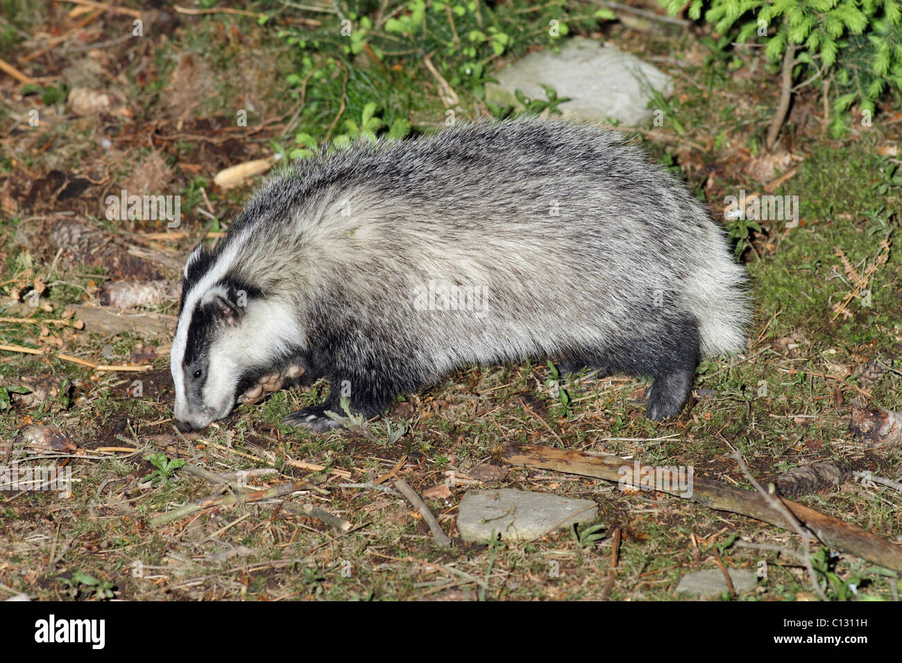 European Badger (Meles meles), young animal foraging for food, Germany ...