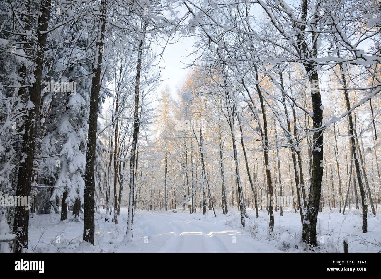 Snow covered woodland path hi-res stock photography and images - Alamy
