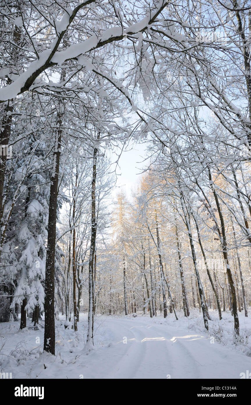 Woodland bridleway hi-res stock photography and images - Alamy