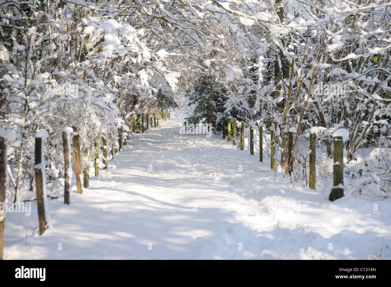 Woodland path hi-res stock photography and images - Alamy