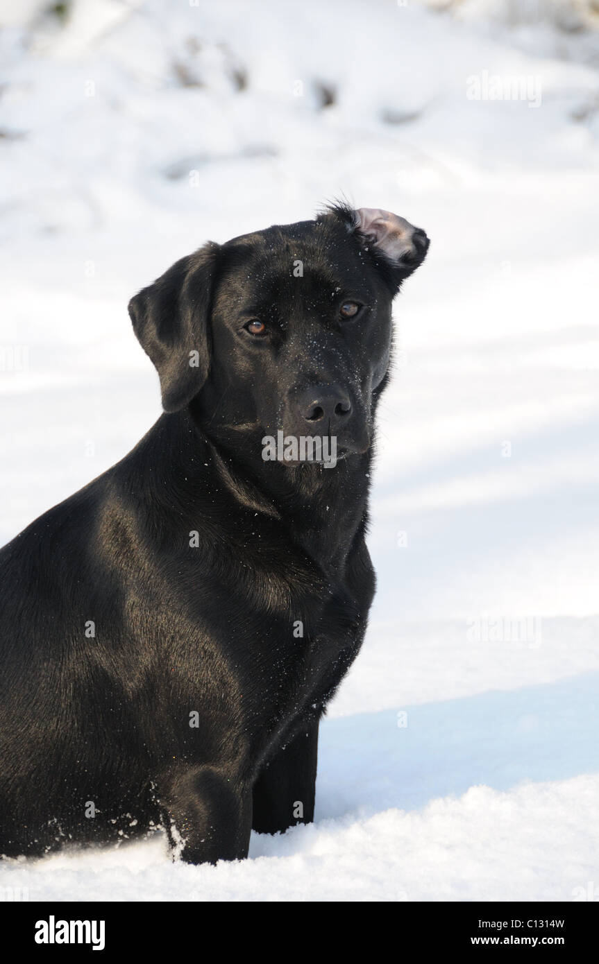 Black labrador in the snow Stock Photo - Alamy