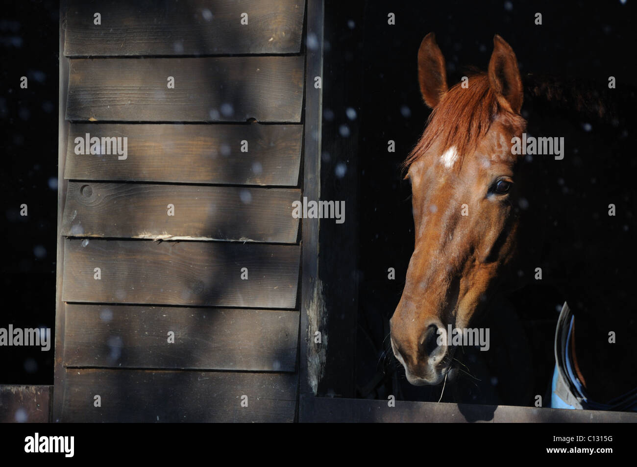 Stable pet hi-res stock photography and images - Alamy