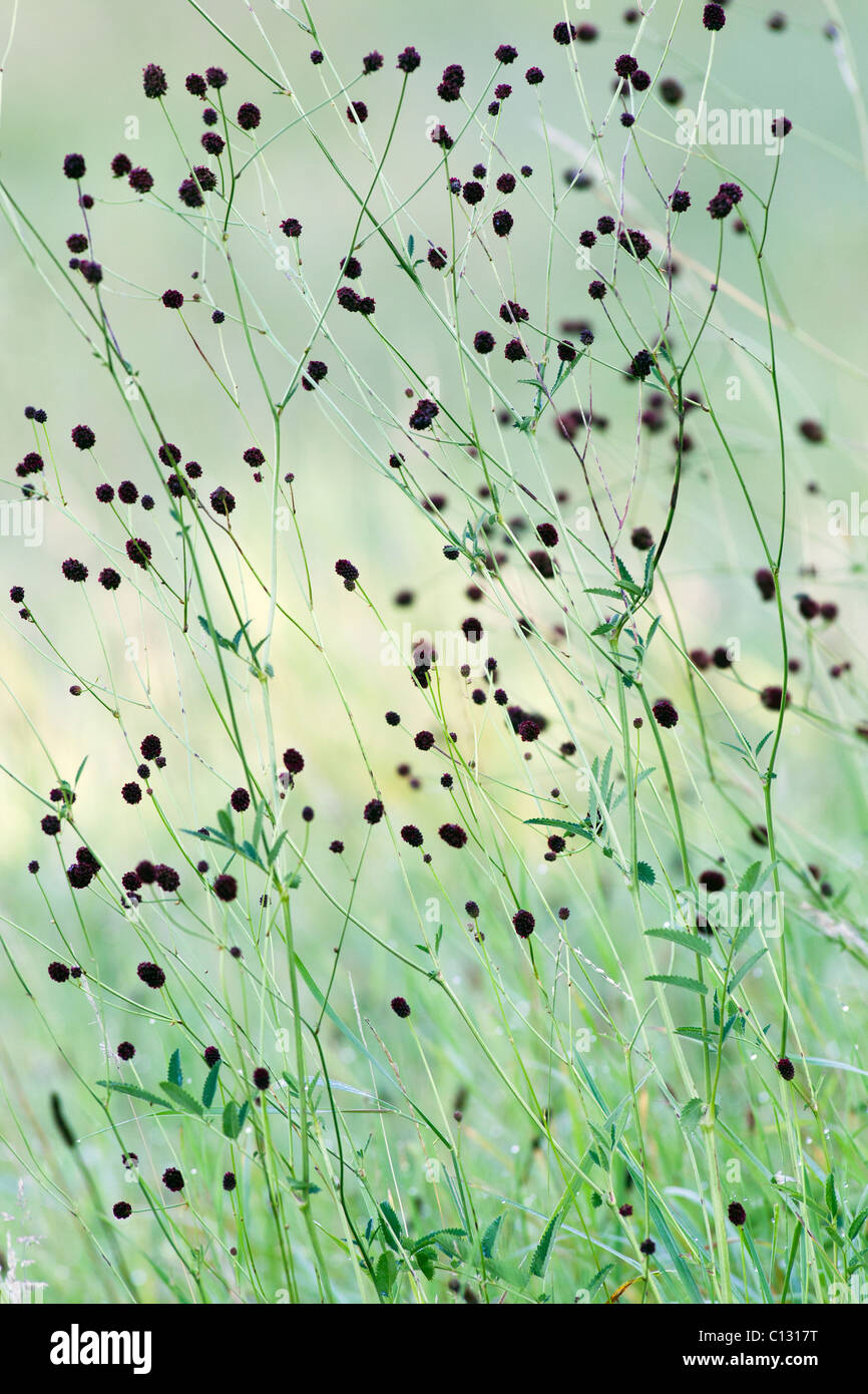 Great Burnet (Sanguisorba officinalis), flower heads of plant on damp ...