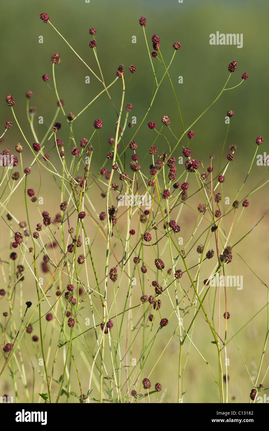 Great Burnet (Sanguisorba officinalis), flower heads of plant on damp ...