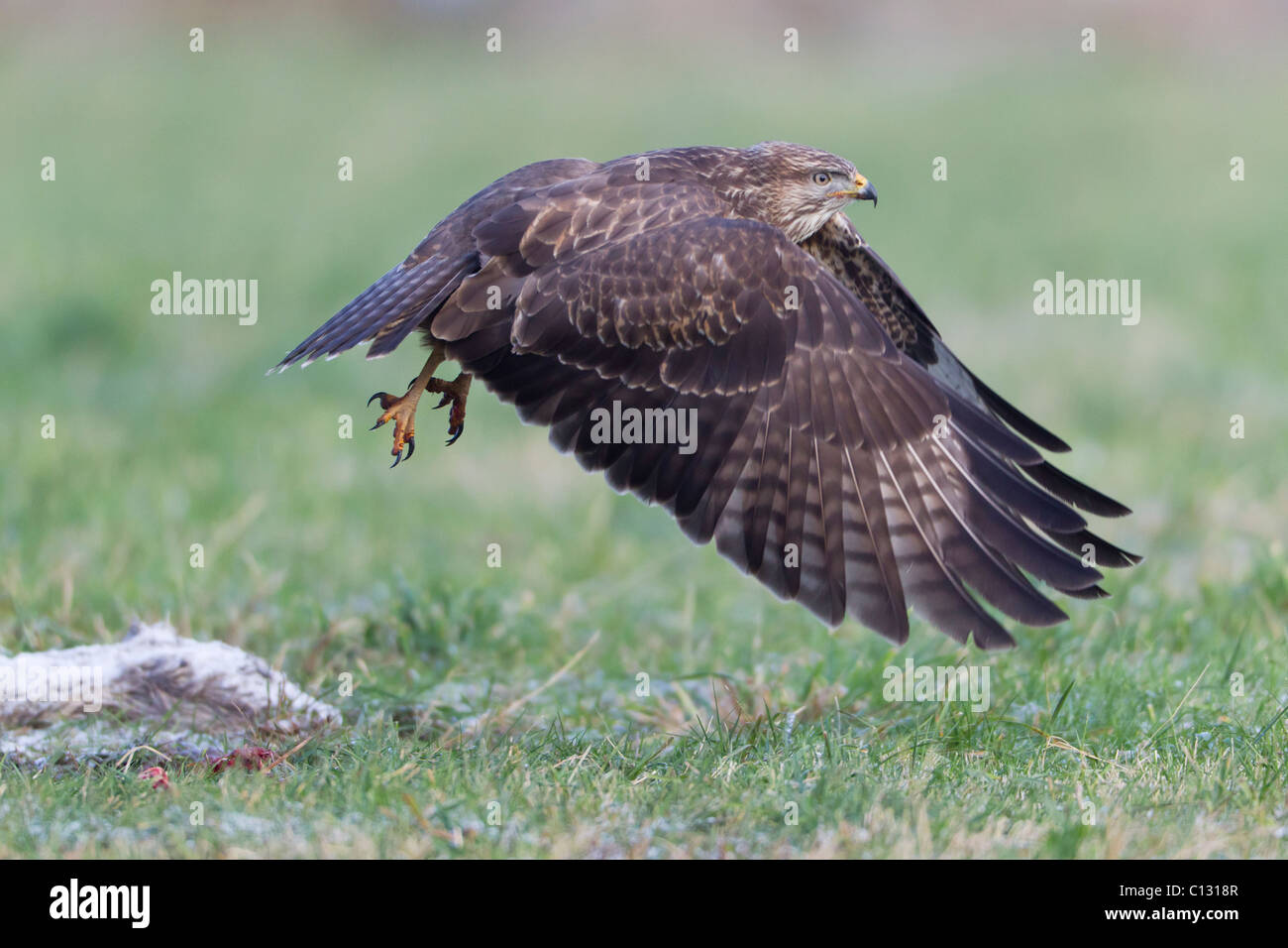Buzzard buteo buteo taking off hi-res stock photography and images - Alamy