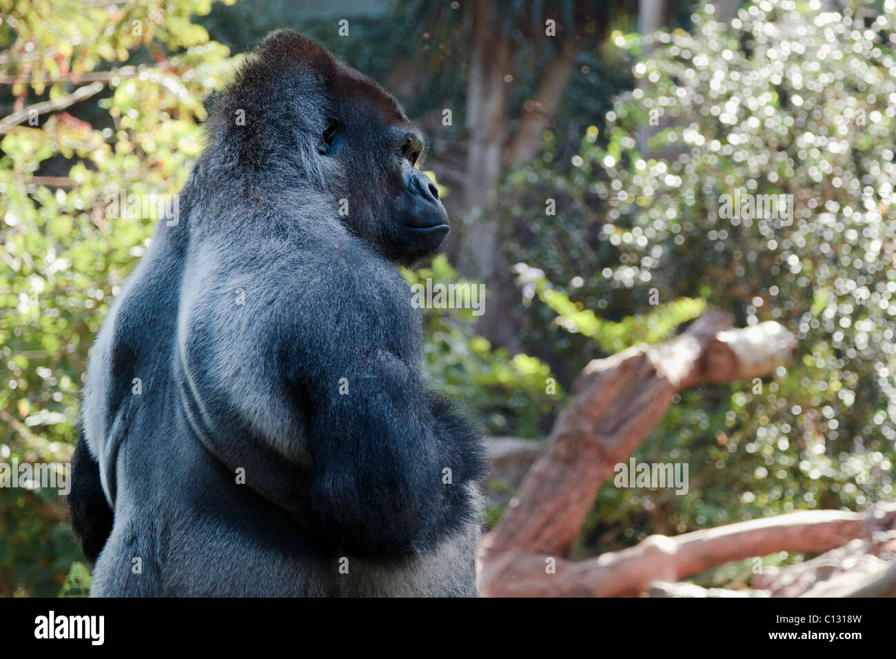 Gorilla gorilla gorilla sitting arms hi-res stock photography and ...
