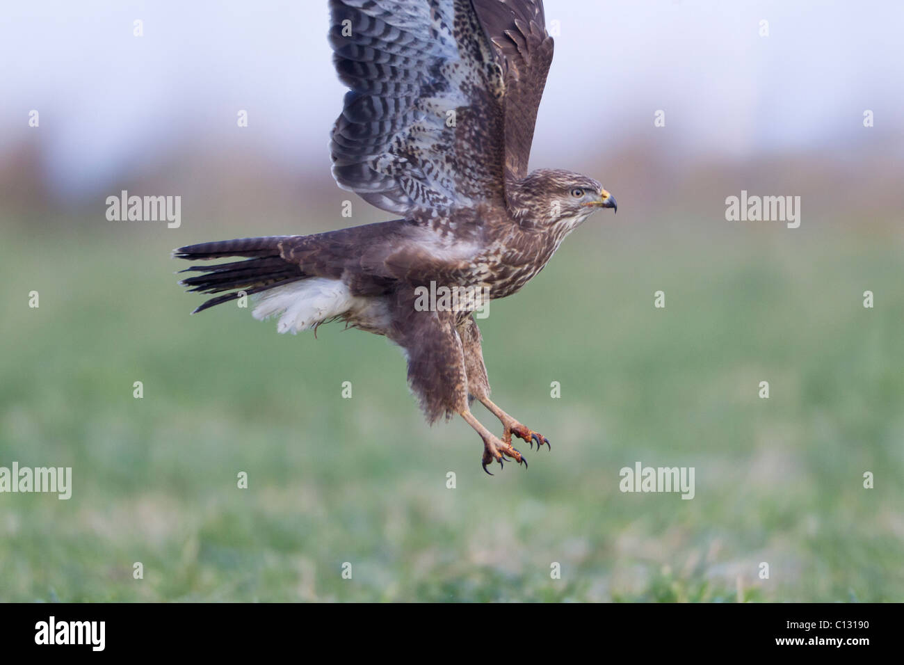 Buzzard talons hi-res stock photography and images - Alamy