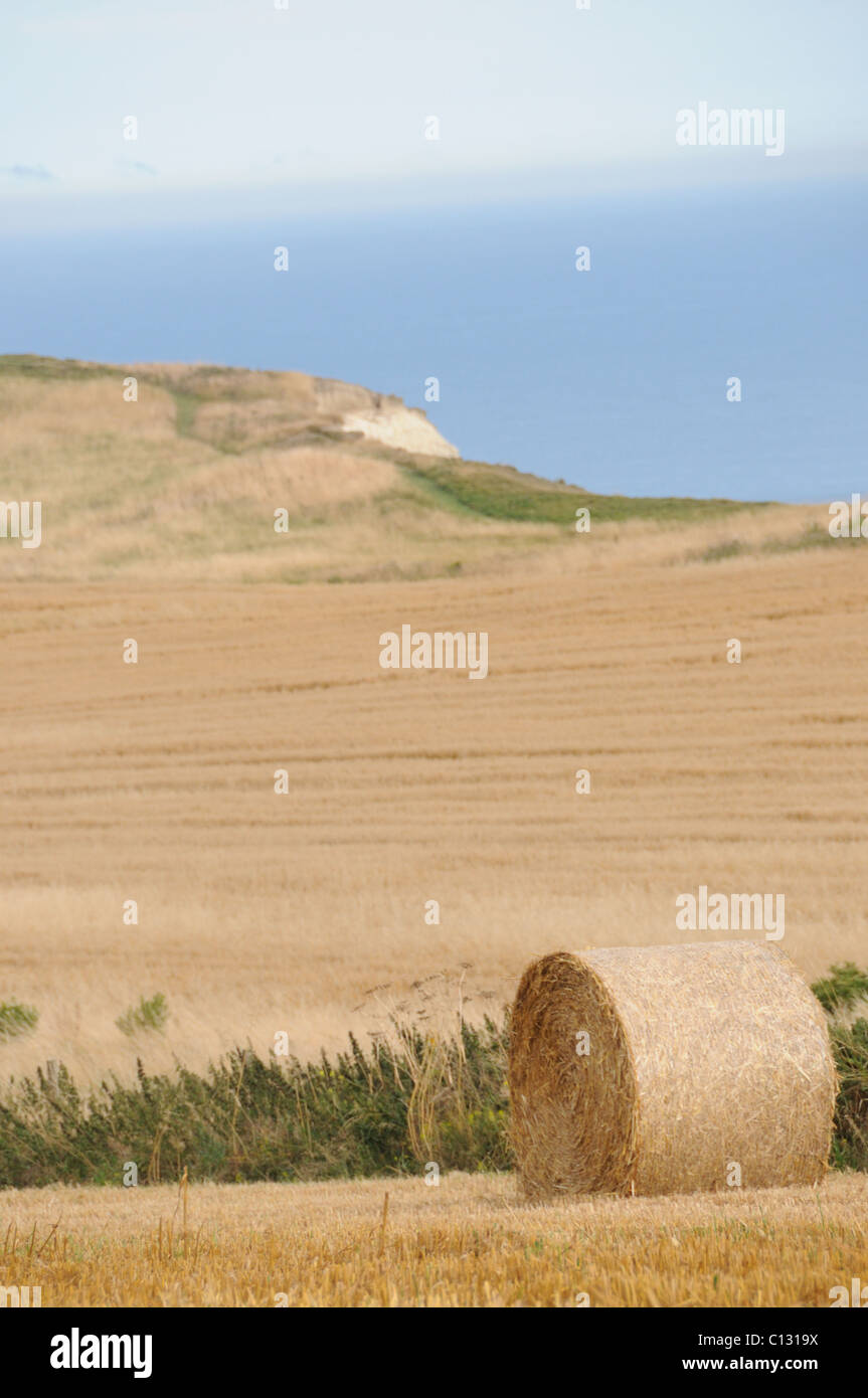 Round haybales near the sea Stock Photo - Alamy