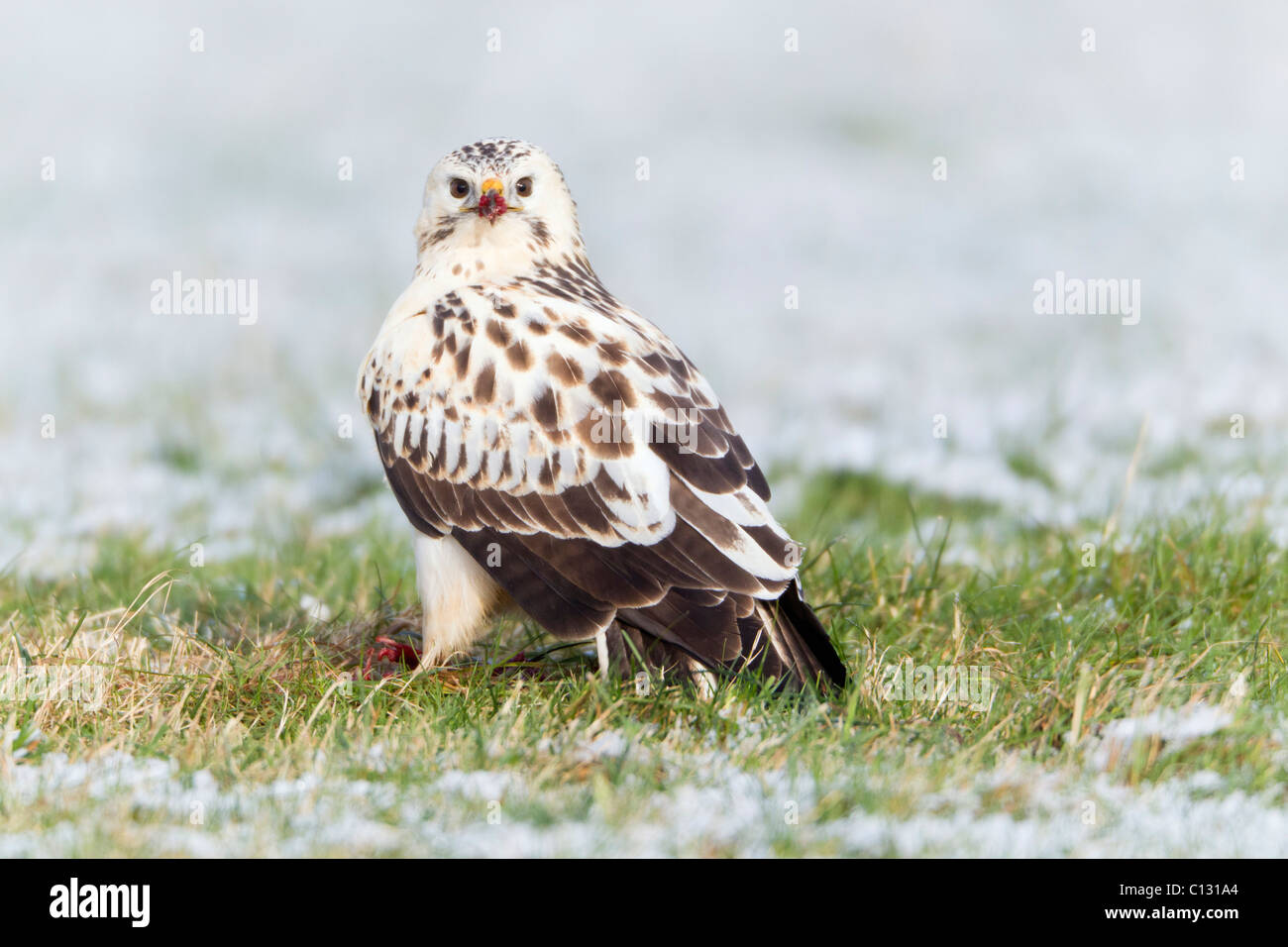 White buzzard hi-res stock photography and images - Alamy
