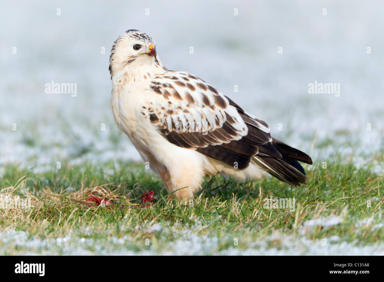 Common Buzzard (Buteo buteo), with white phased plumage, on snow Stock ...