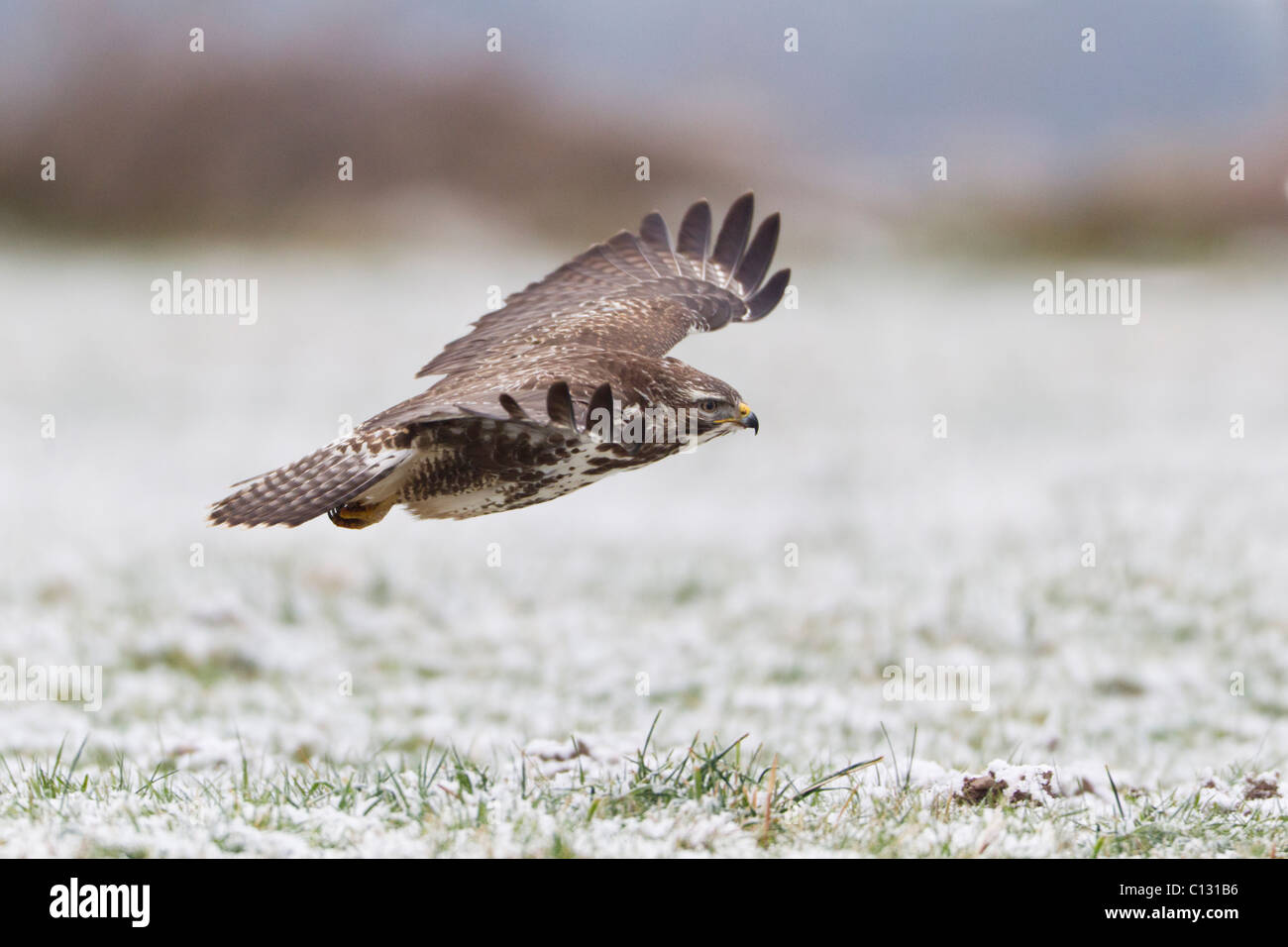 Buzzard flight hi-res stock photography and images - Alamy