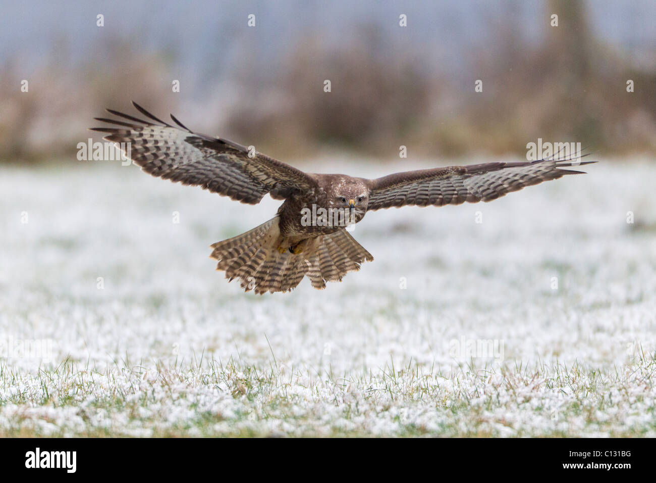 Common buzzard and flight hi-res stock photography and images - Alamy