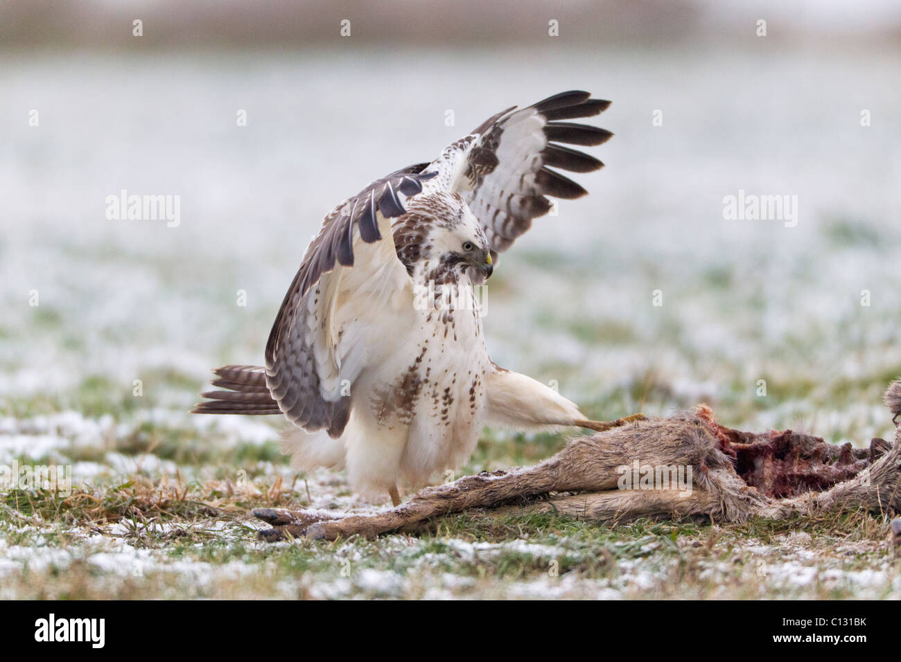 Birds with wings stretched out hi-res stock photography and images - Alamy
