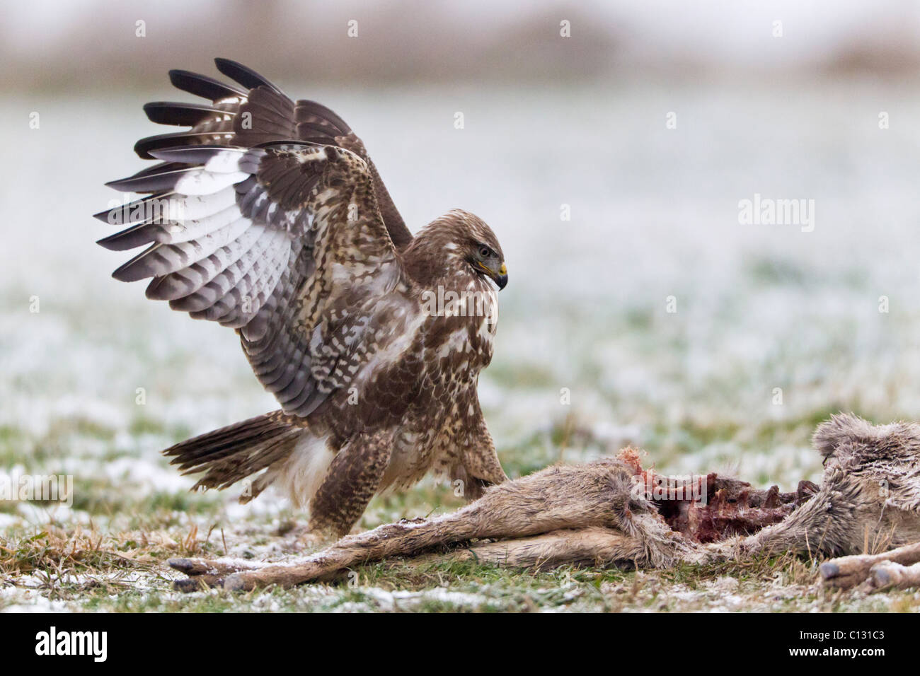 Birds with wings stretched out hi-res stock photography and images - Alamy