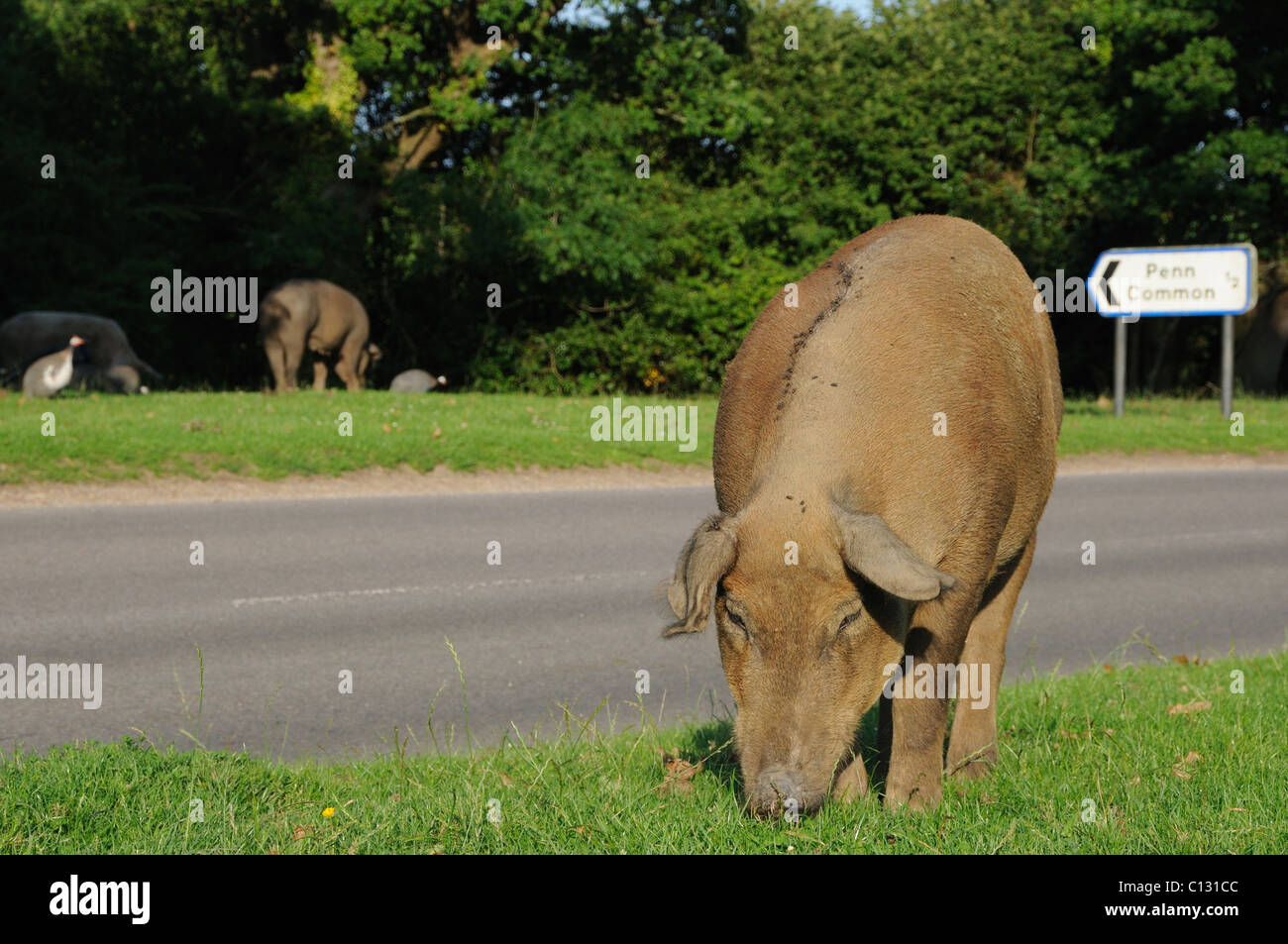 Free range pig in the new Forest Stock Photo - Alamy