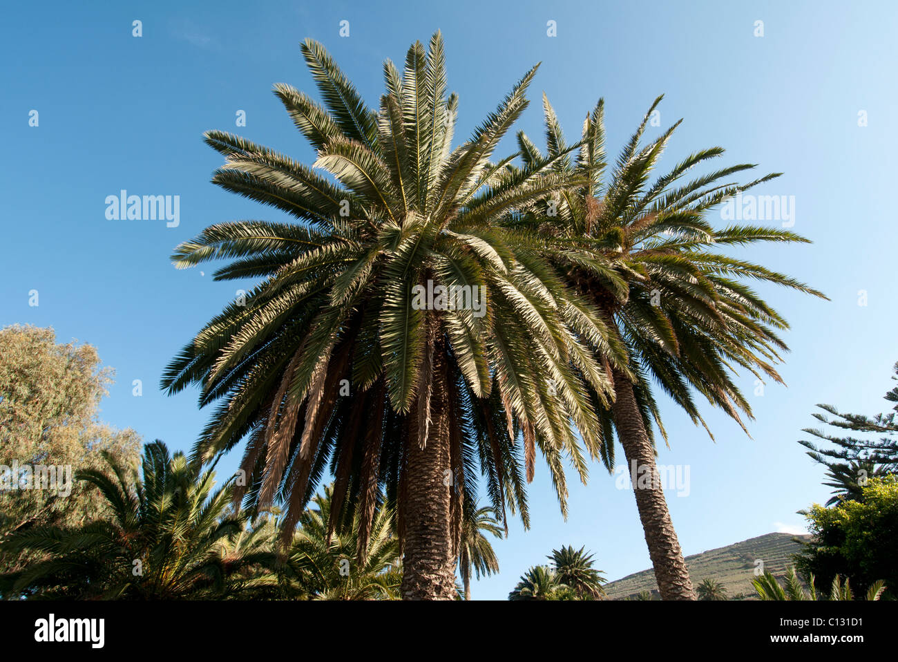 palm trees Lanzarote Stock Photo - Alamy