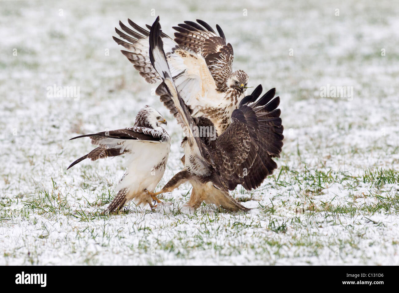 Buzzard in the frost hi-res stock photography and images - Alamy