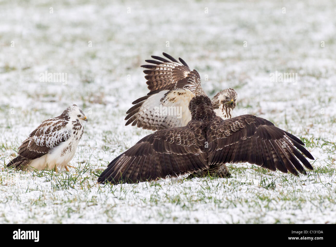 Birds buzzard hi-res stock photography and images - Alamy