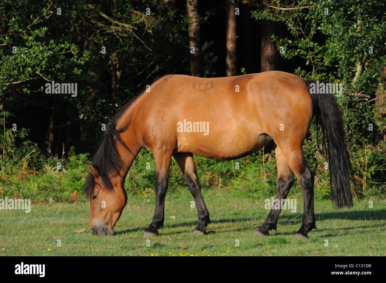 New pony hi-res stock photography and images - Alamy