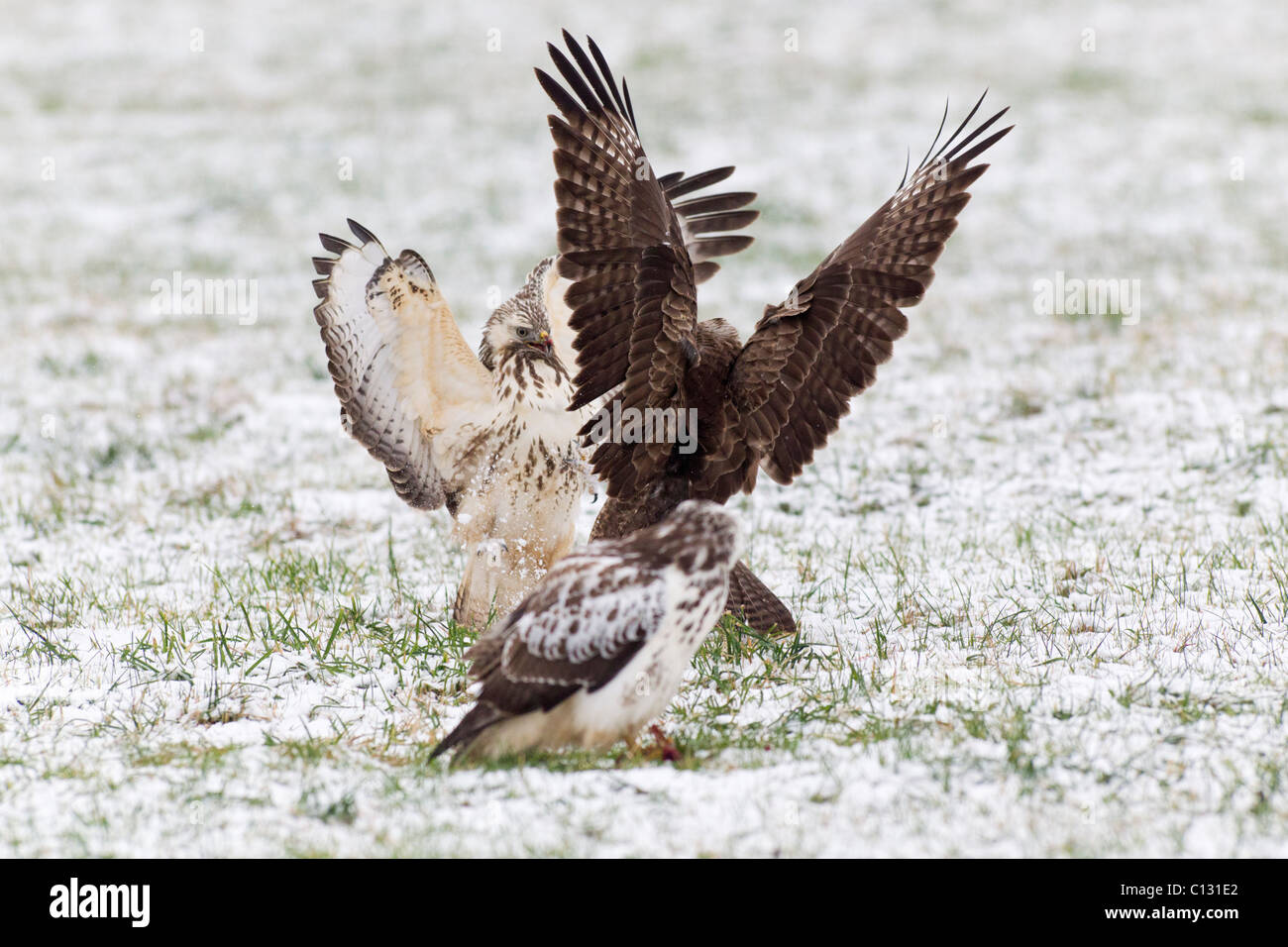 Common Buzzard (Buteo buteo), three fighting over food in winter Stock ...