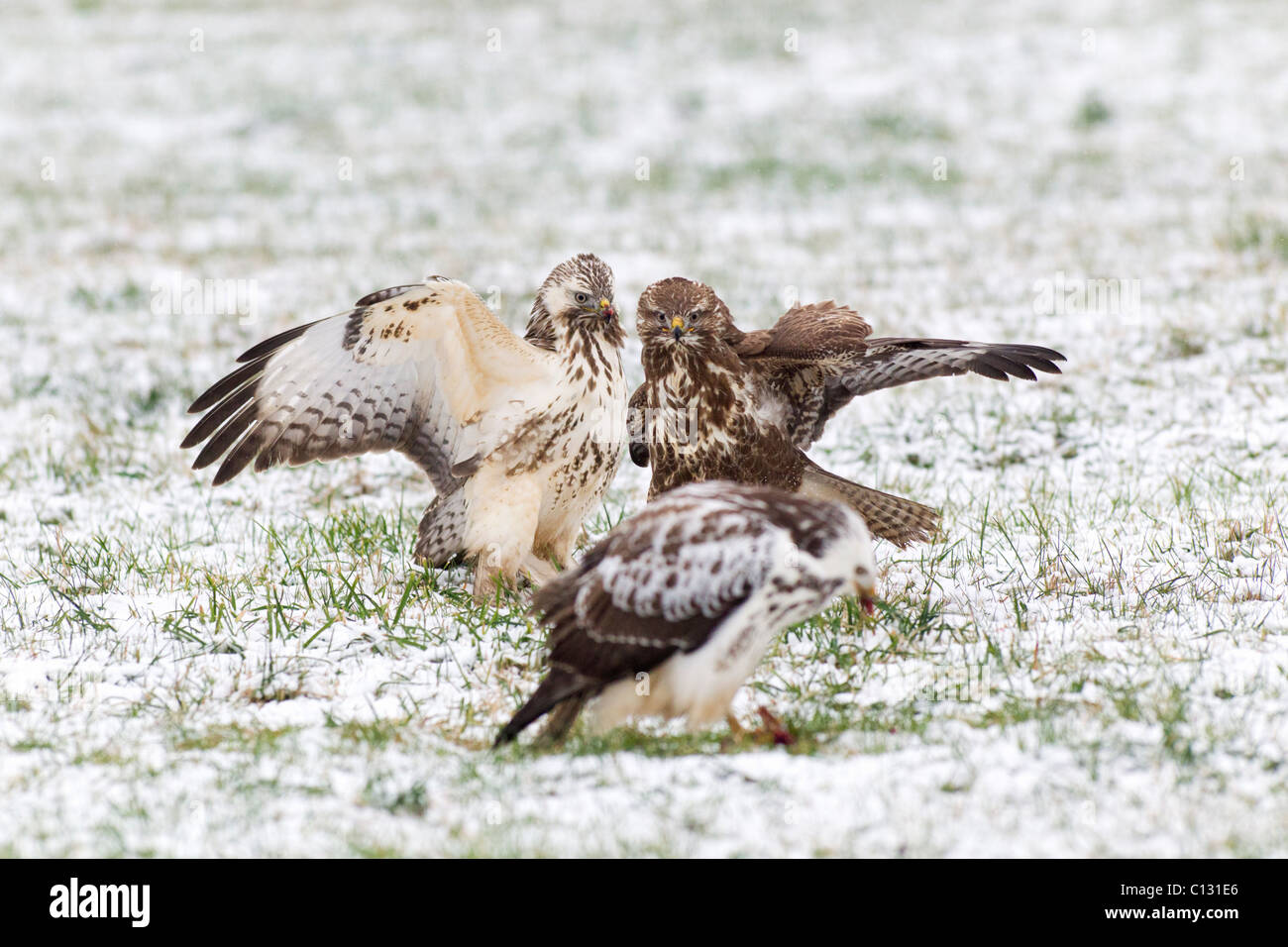 Common Buzzard (Buteo buteo), three fighting over food in winter Stock ...
