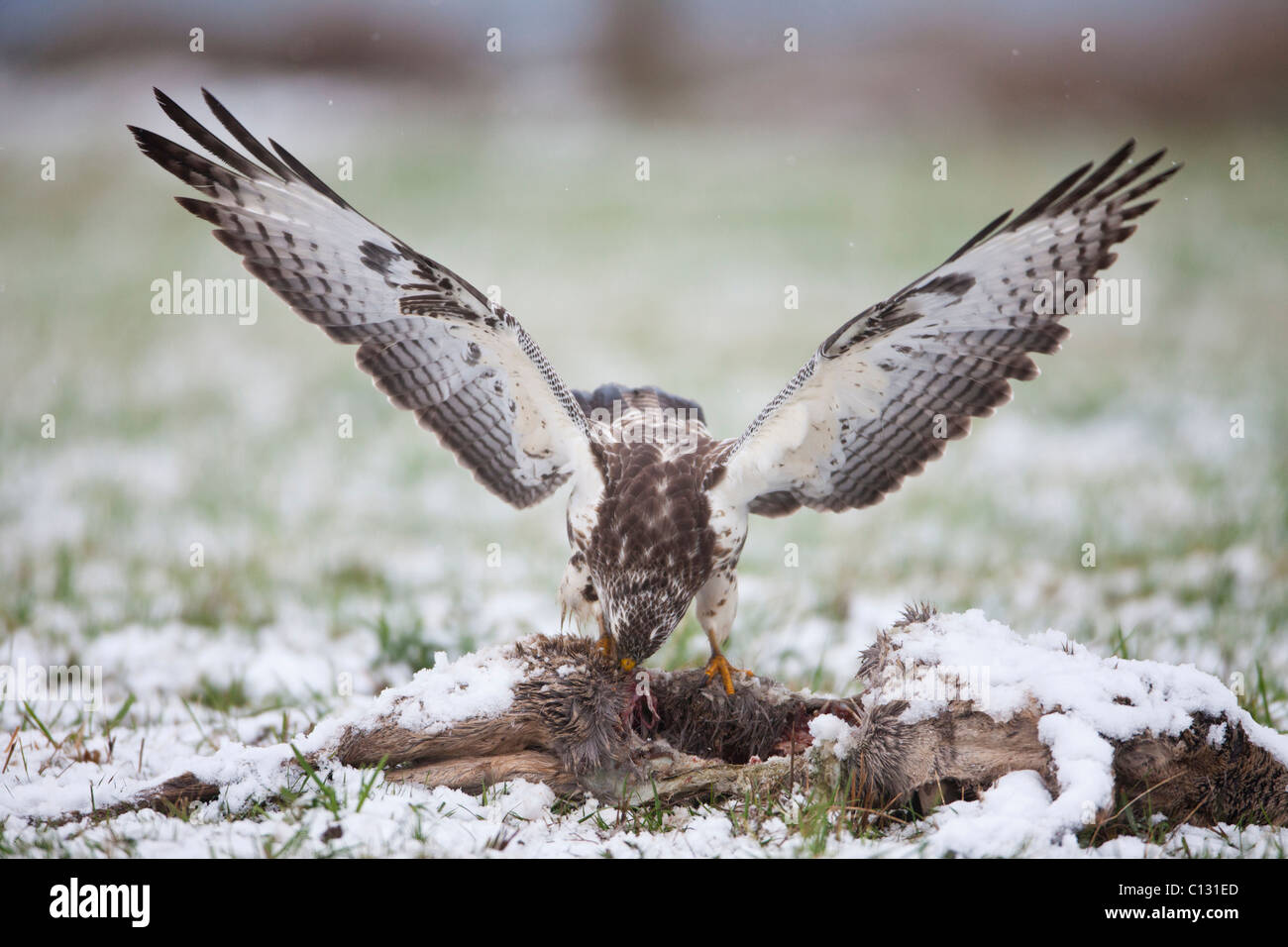 Birds with wings stretched out hi-res stock photography and images - Alamy