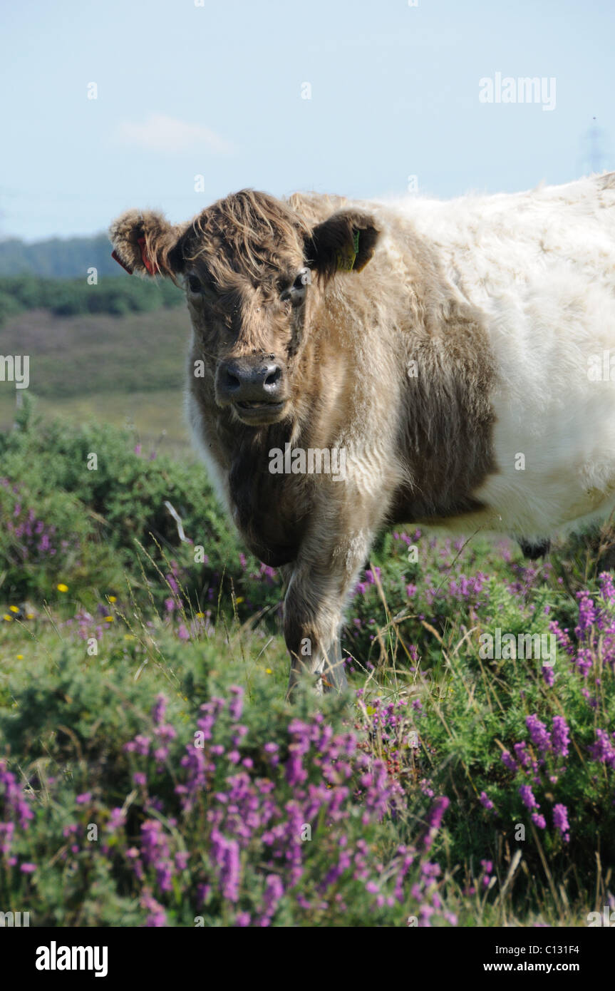 New cow hi-res stock photography and images - Alamy