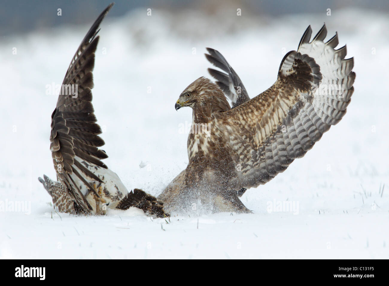 Common Buzzard (Buteo buteo), two fighting over food in winter Stock ...