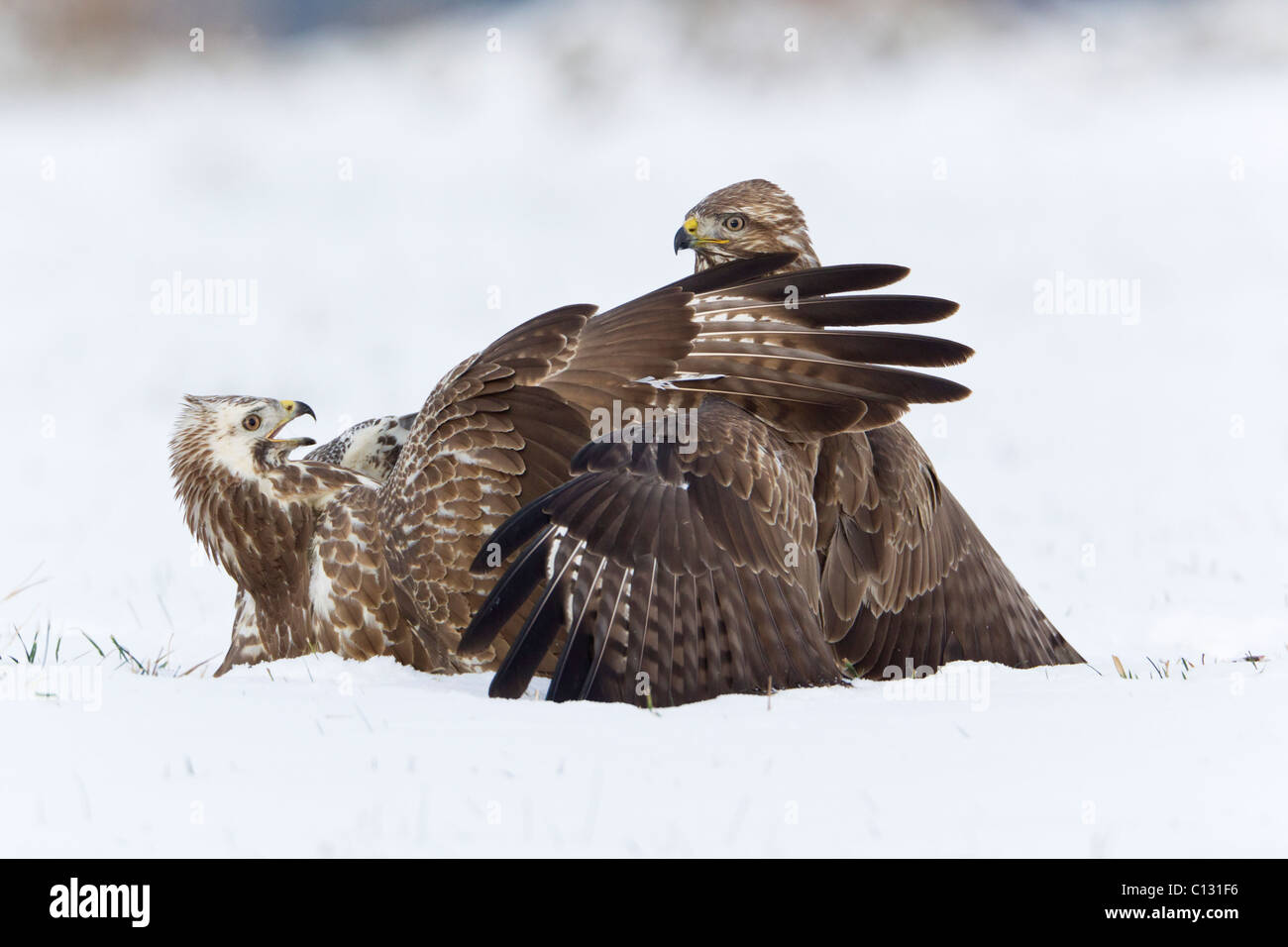 Buzzards fighting hi-res stock photography and images - Alamy
