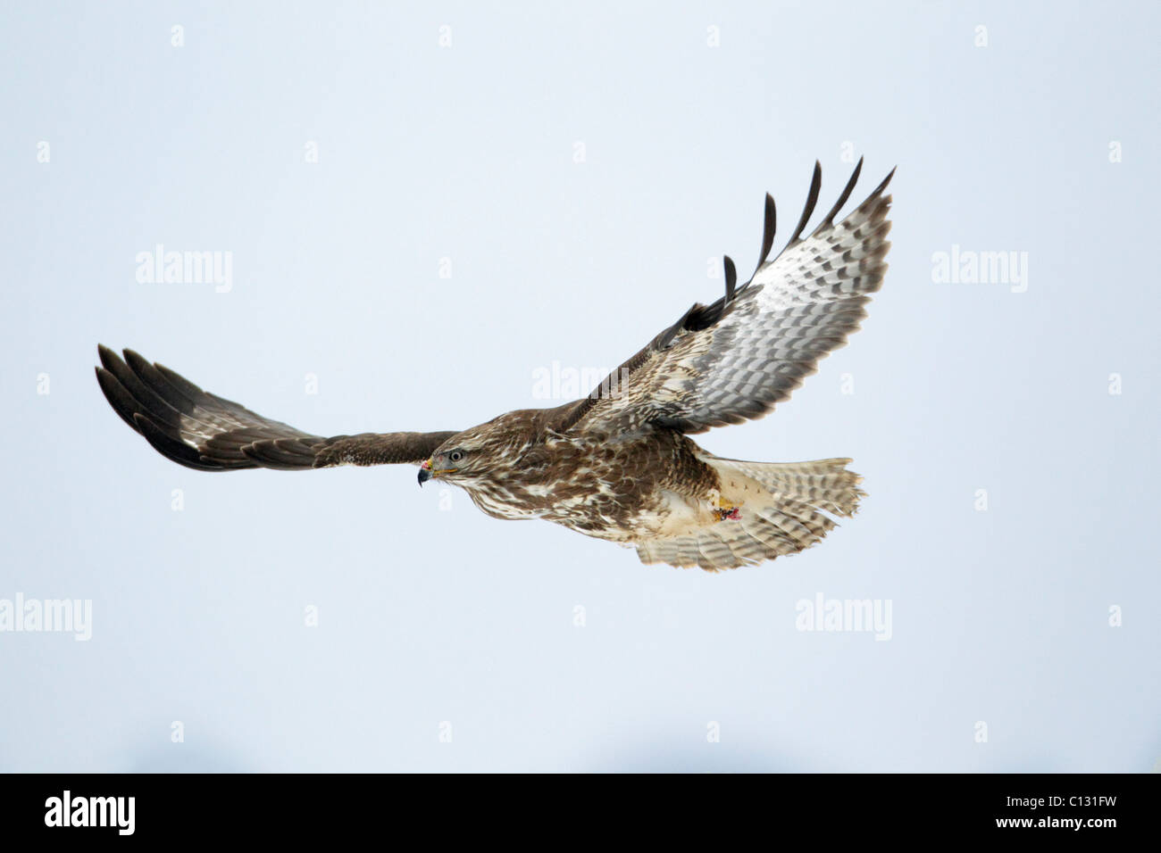 Buzzard in flight hi-res stock photography and images - Alamy