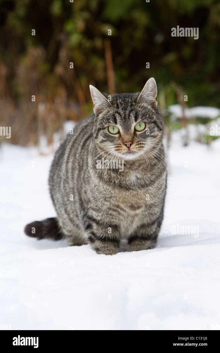 Domestic cat snow hi-res stock photography and images - Alamy