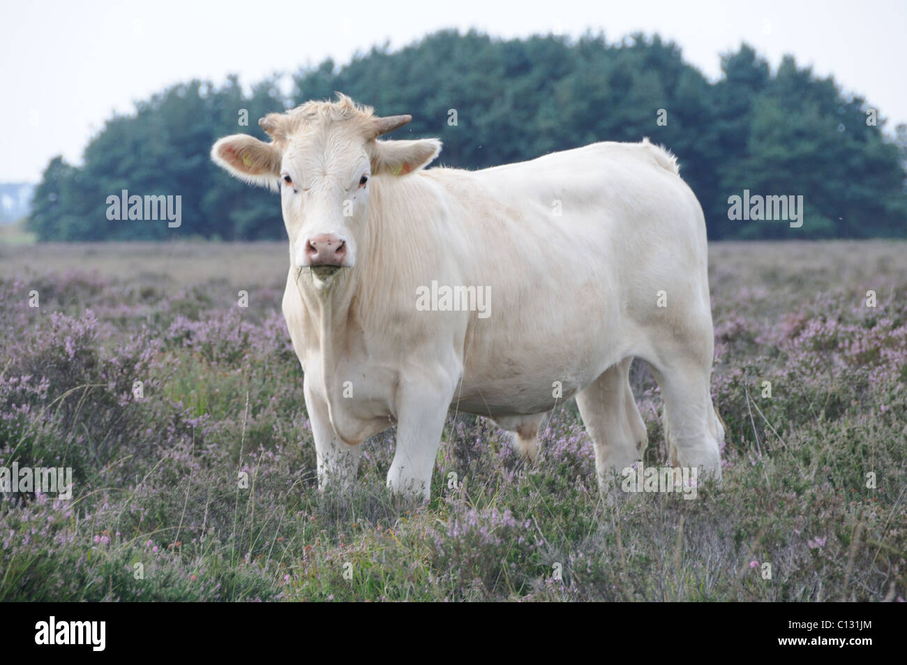 Cow in the New Forest heather Stock Photo - Alamy