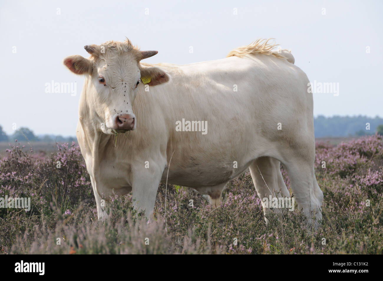 Cow in the New Forest heather Stock Photo - Alamy