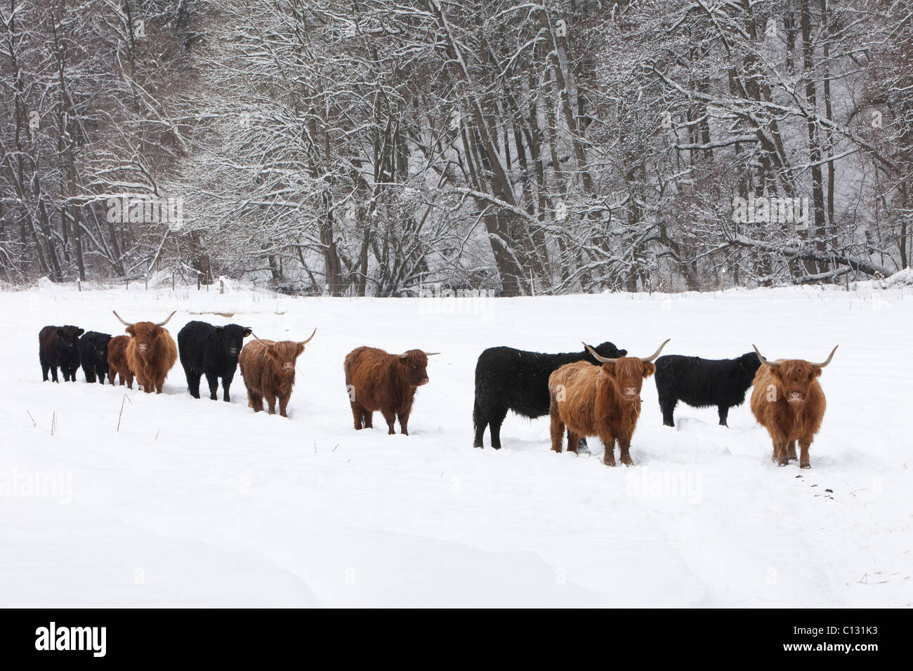 Black angus cattle hi-res stock photography and images - Alamy