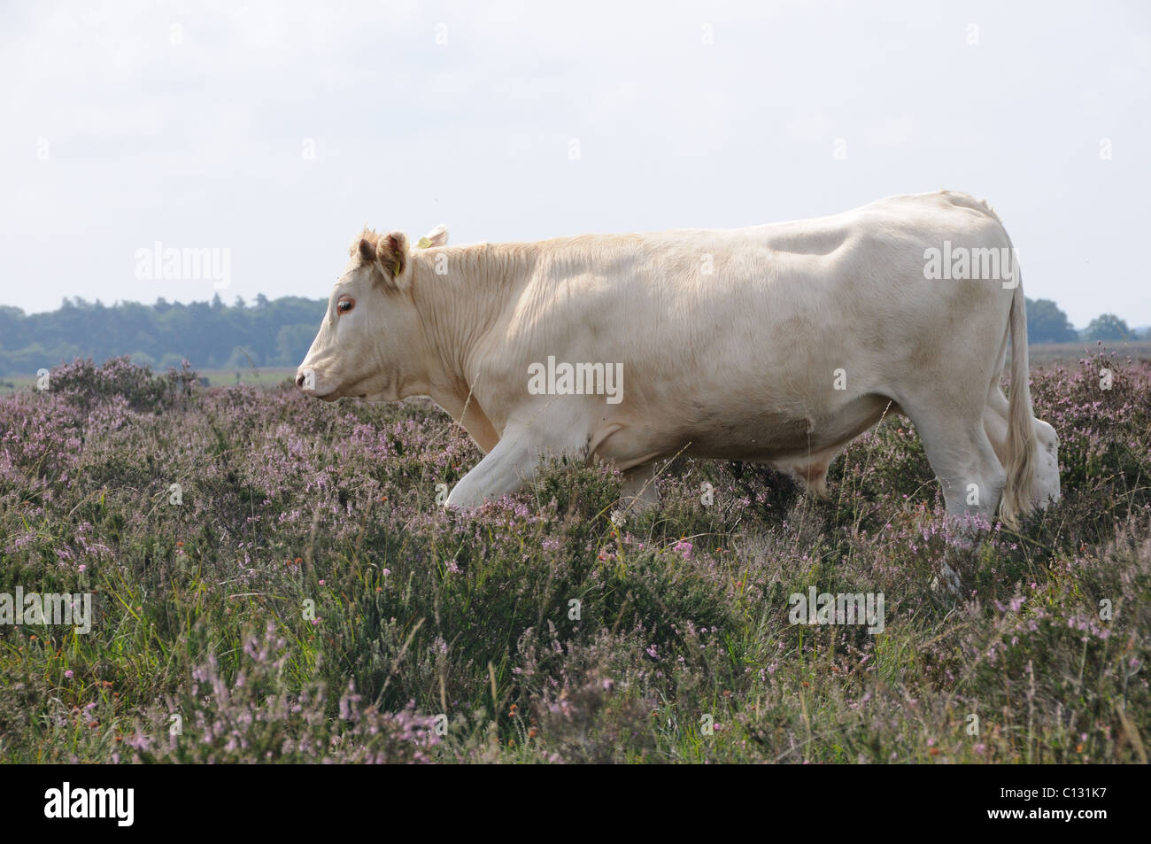 Cows in heather hi-res stock photography and images - Alamy