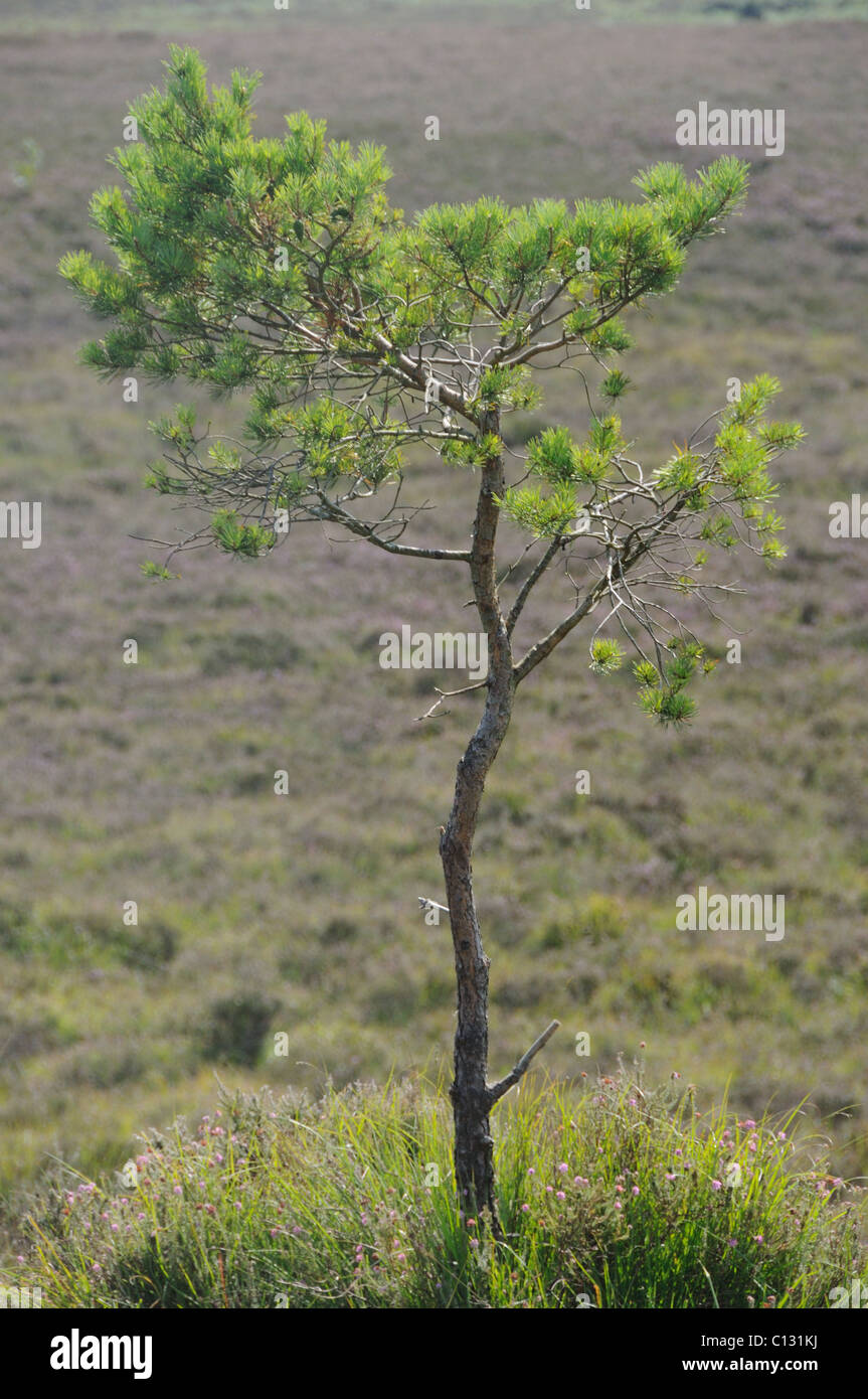 Wind swept trees hi-res stock photography and images - Alamy