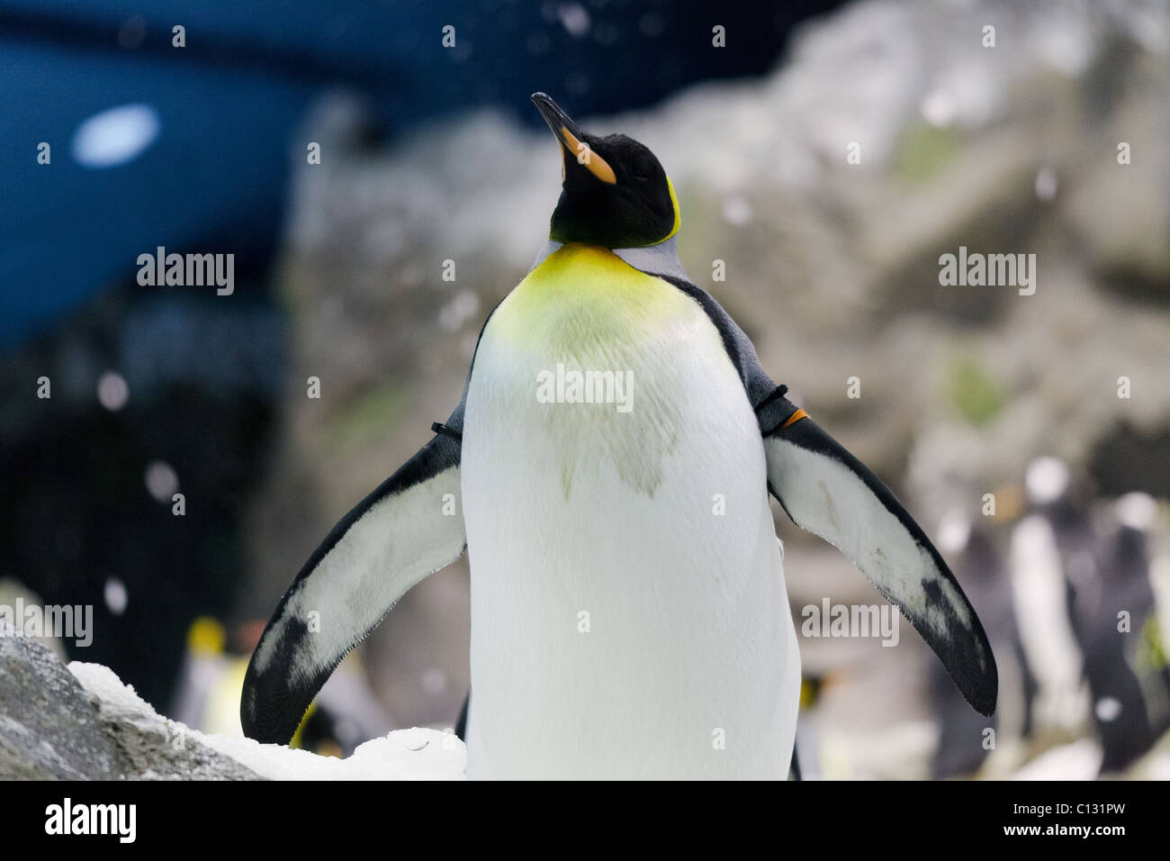 Closeup wildlife antarctic hi-res stock photography and images - Alamy