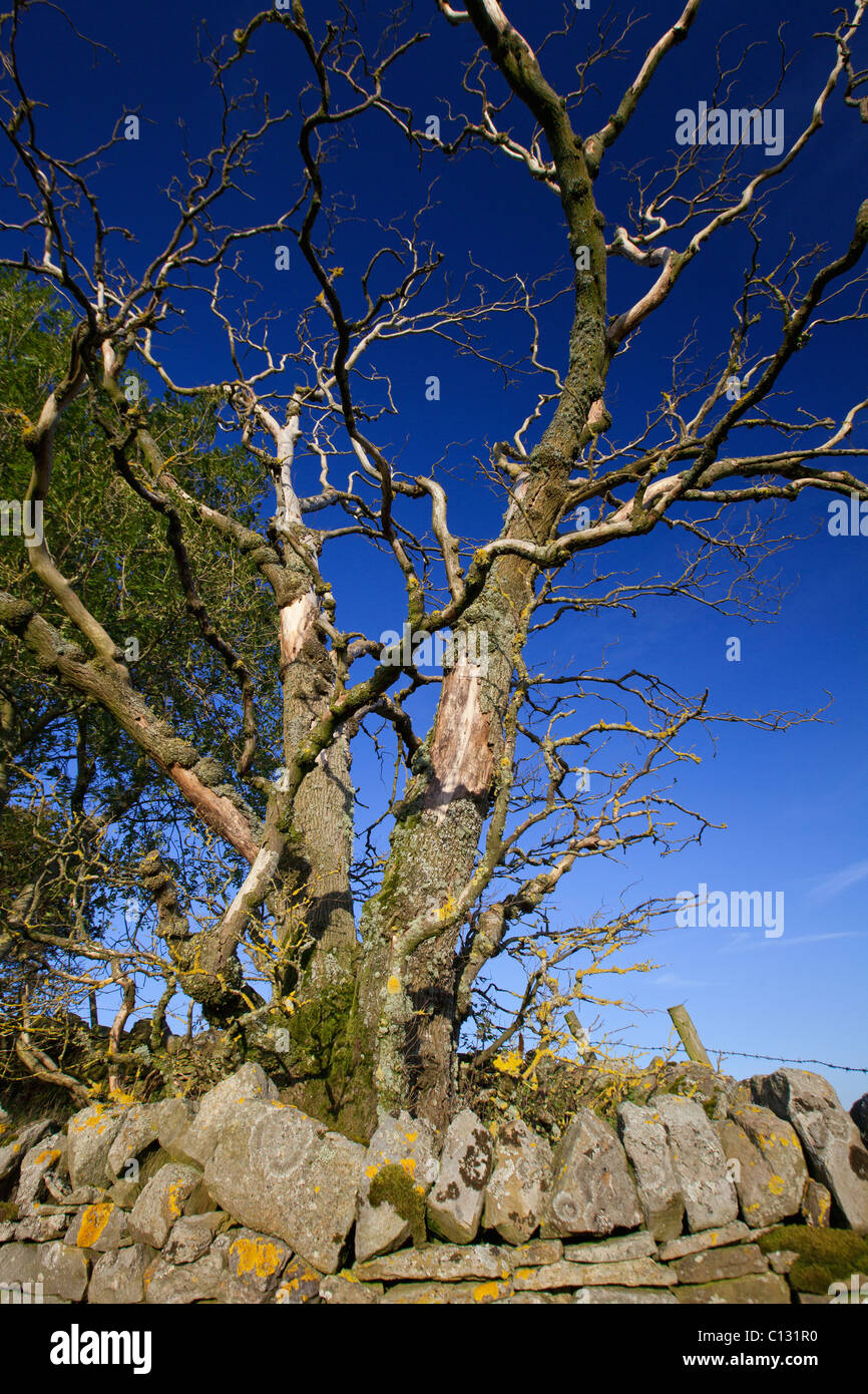 Wych elm tree hi-res stock photography and images - Alamy