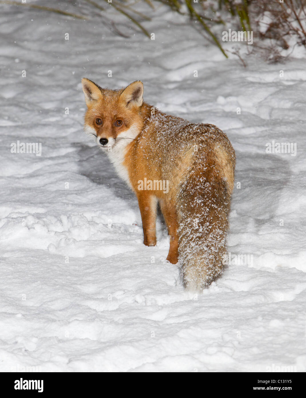 European Fox (Vulpes vulpes), in garden, covered in snowflakes, winter ...