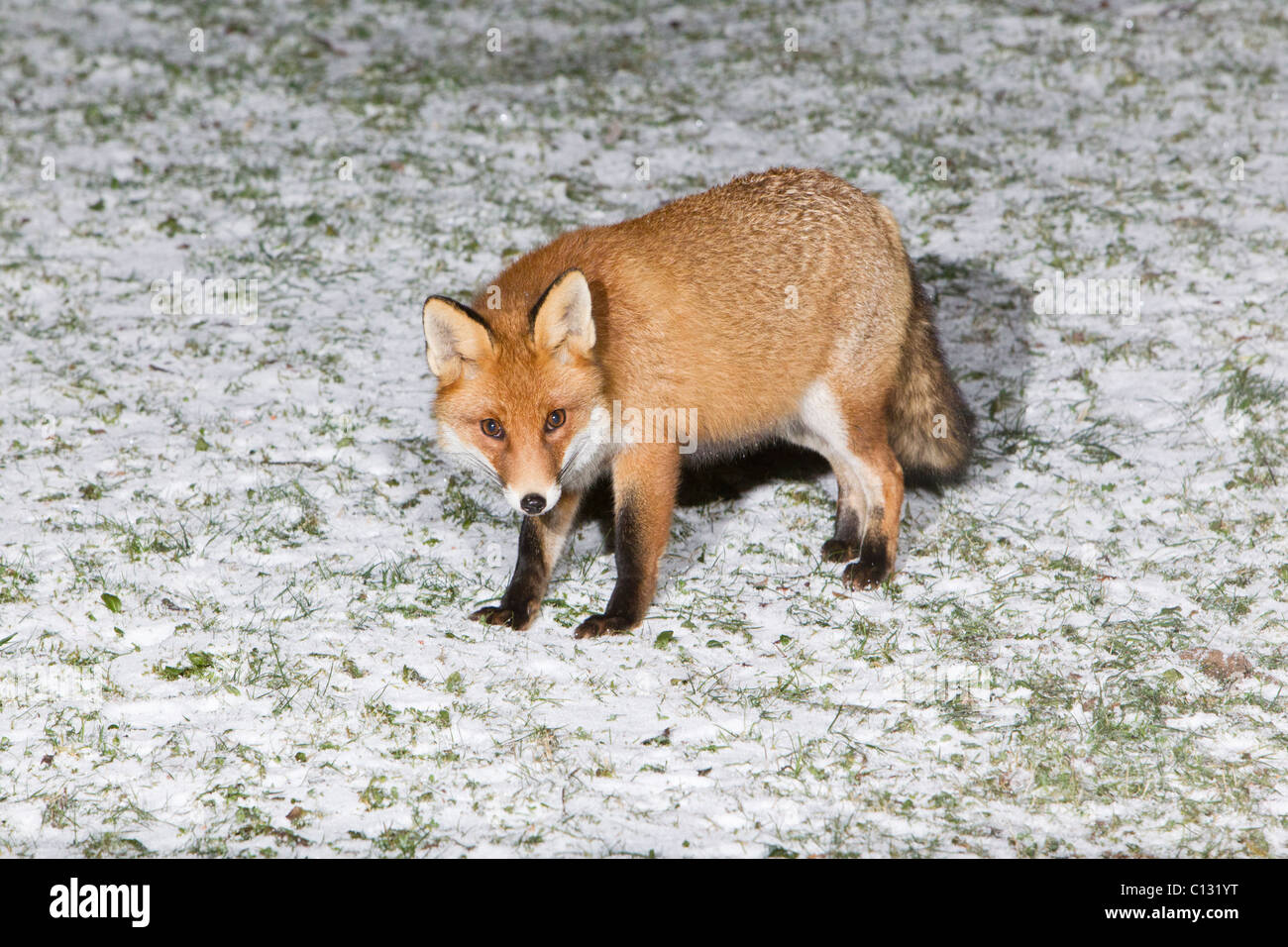 European Fox (Vulpes vulpes), in garden, winter Stock Photo - Alamy