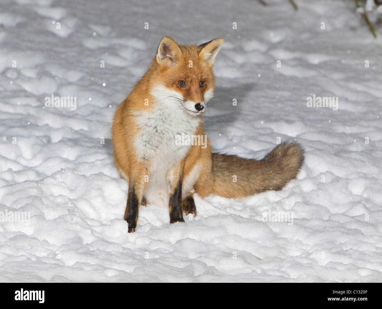 Frost garden hi-res stock photography and images - Alamy